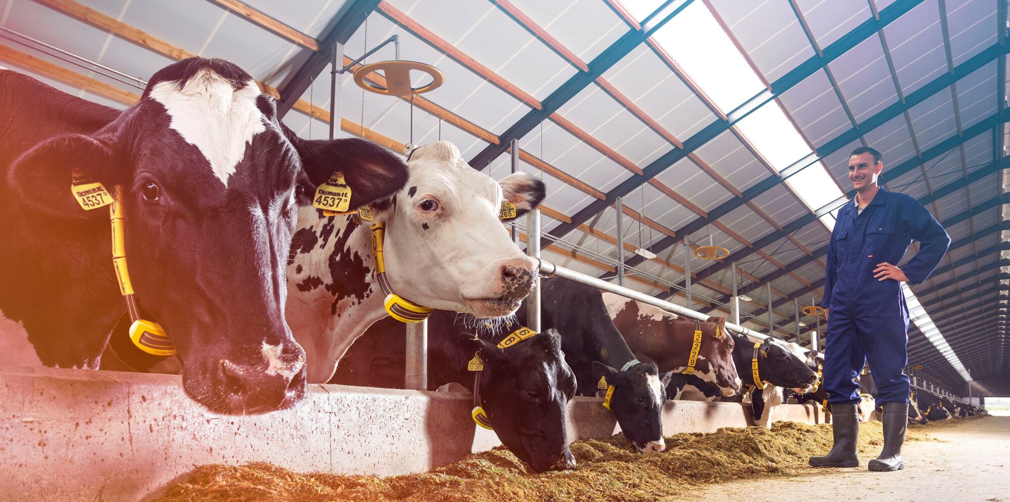 Cogent Breeding launches PrecisionCOW with Nedap - Dairy Farming