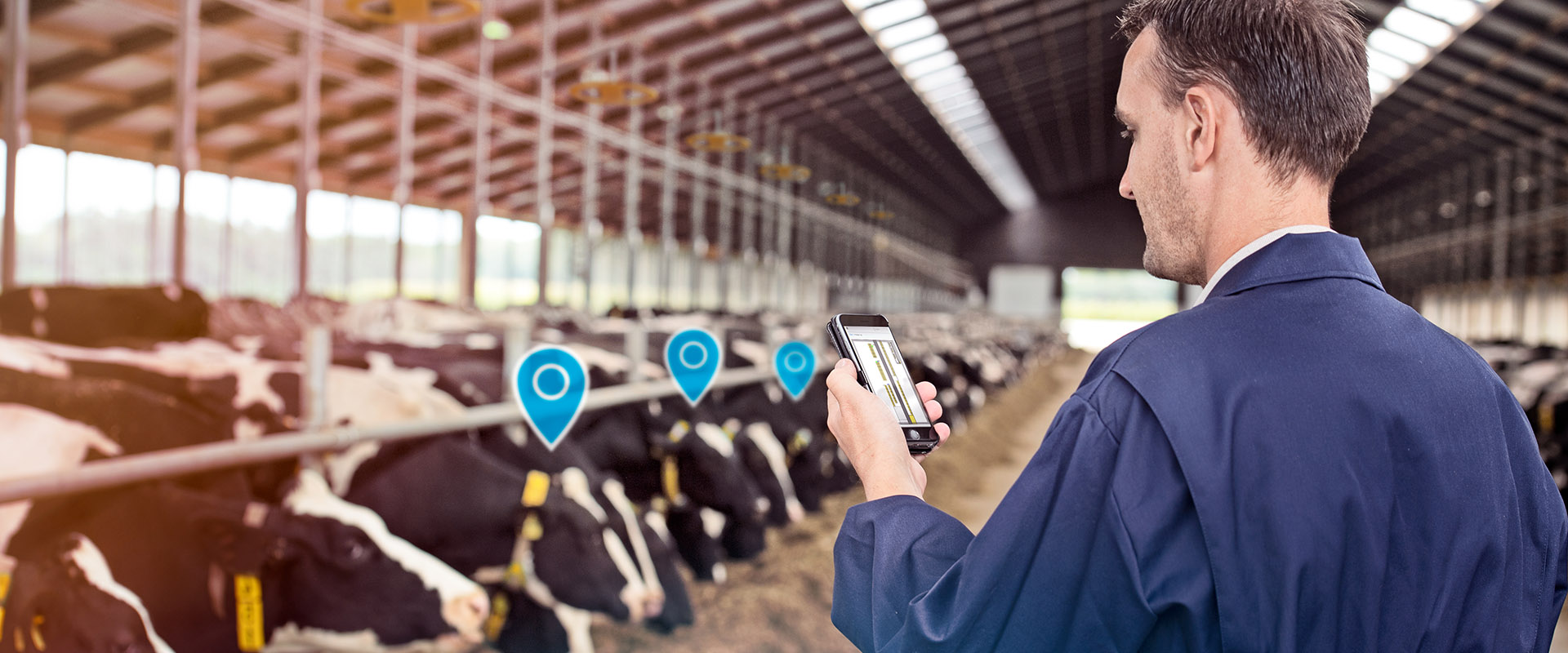 Cow Locating - Dairy Farming