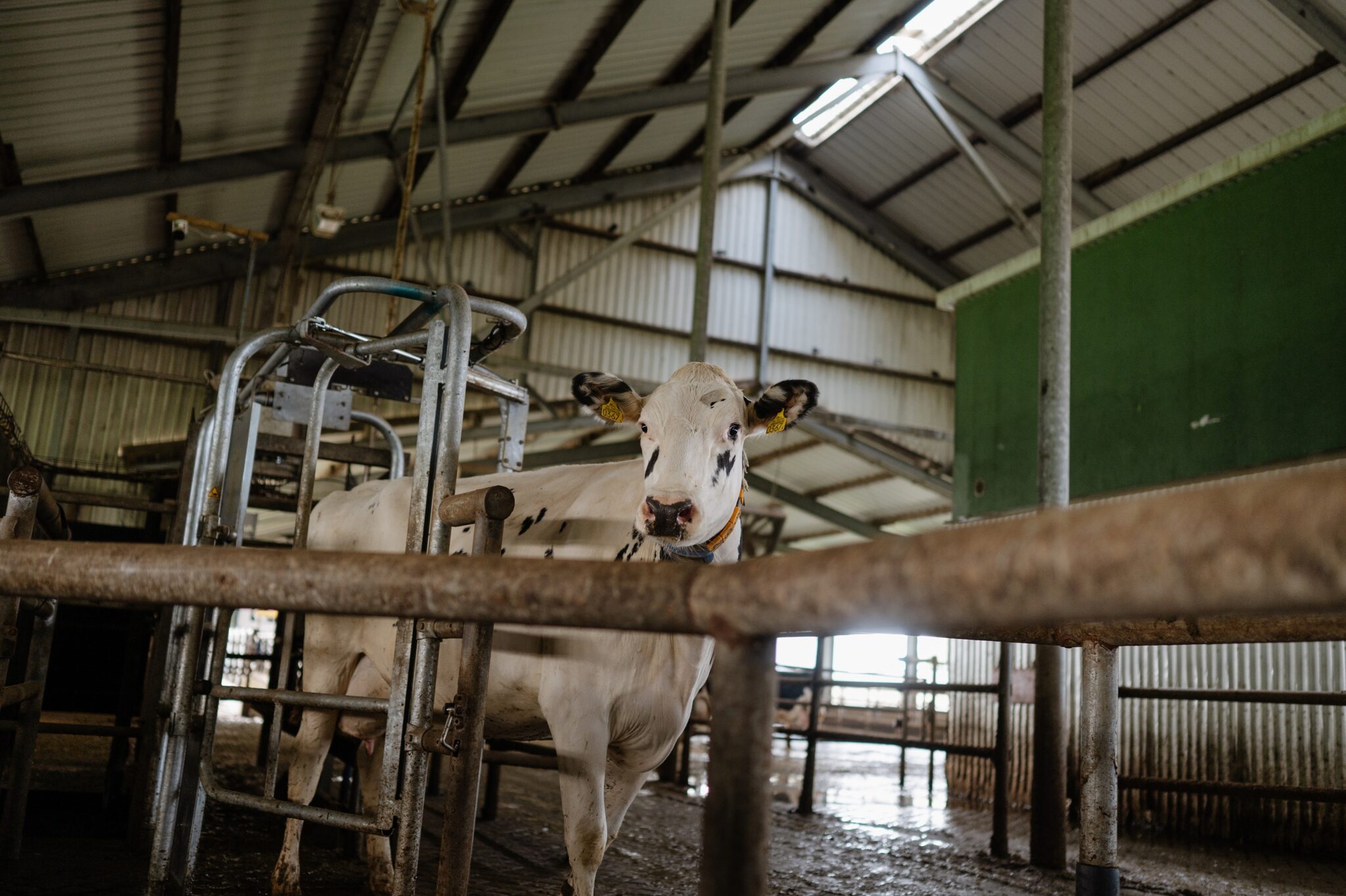 Nedap MilkingControl - Dairy Farming
