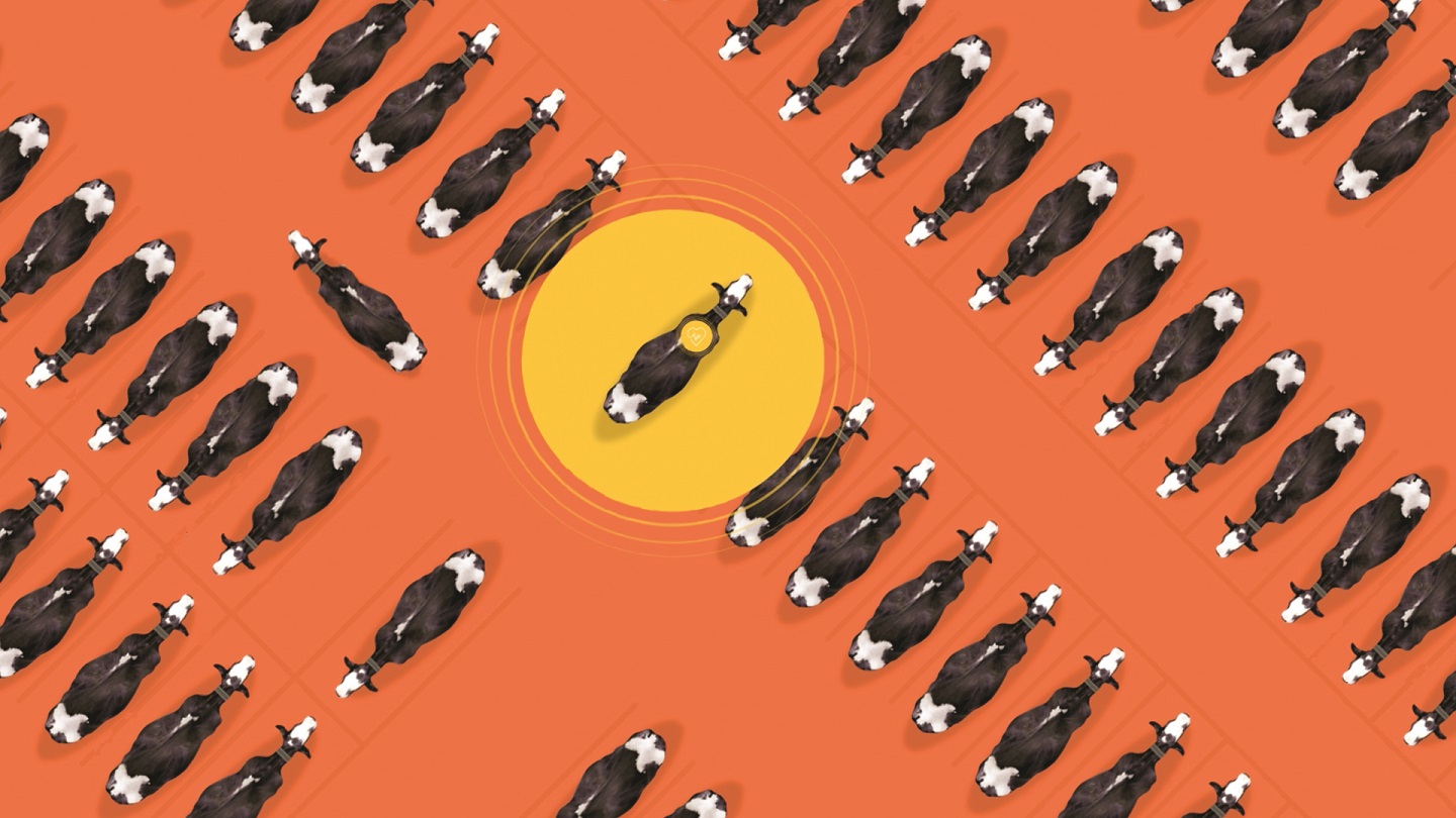 Cow Locating - Dairy Farming